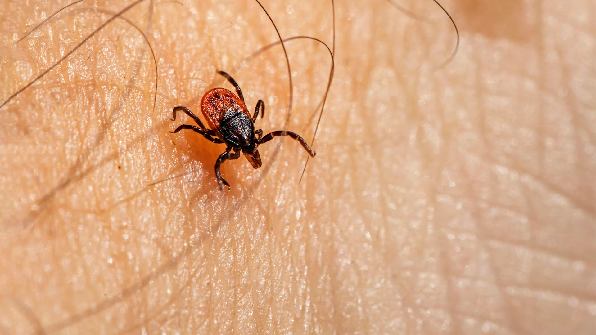 Warm weather is here and so are ticks, here's what you need to know ...
