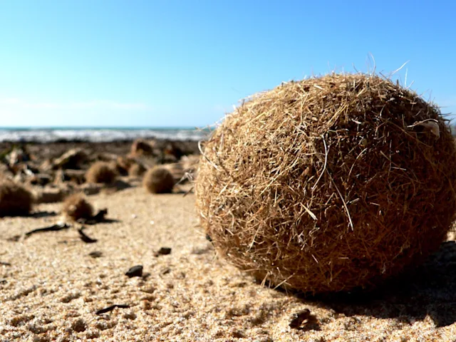 Odd Neptune balls are popping up on beaches. What are they? - The ...