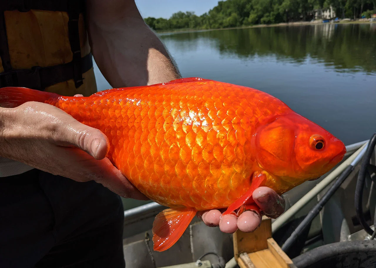 Mind-blowing: Up to 1000 feral goldfish overrun Ottawa pond - The ...