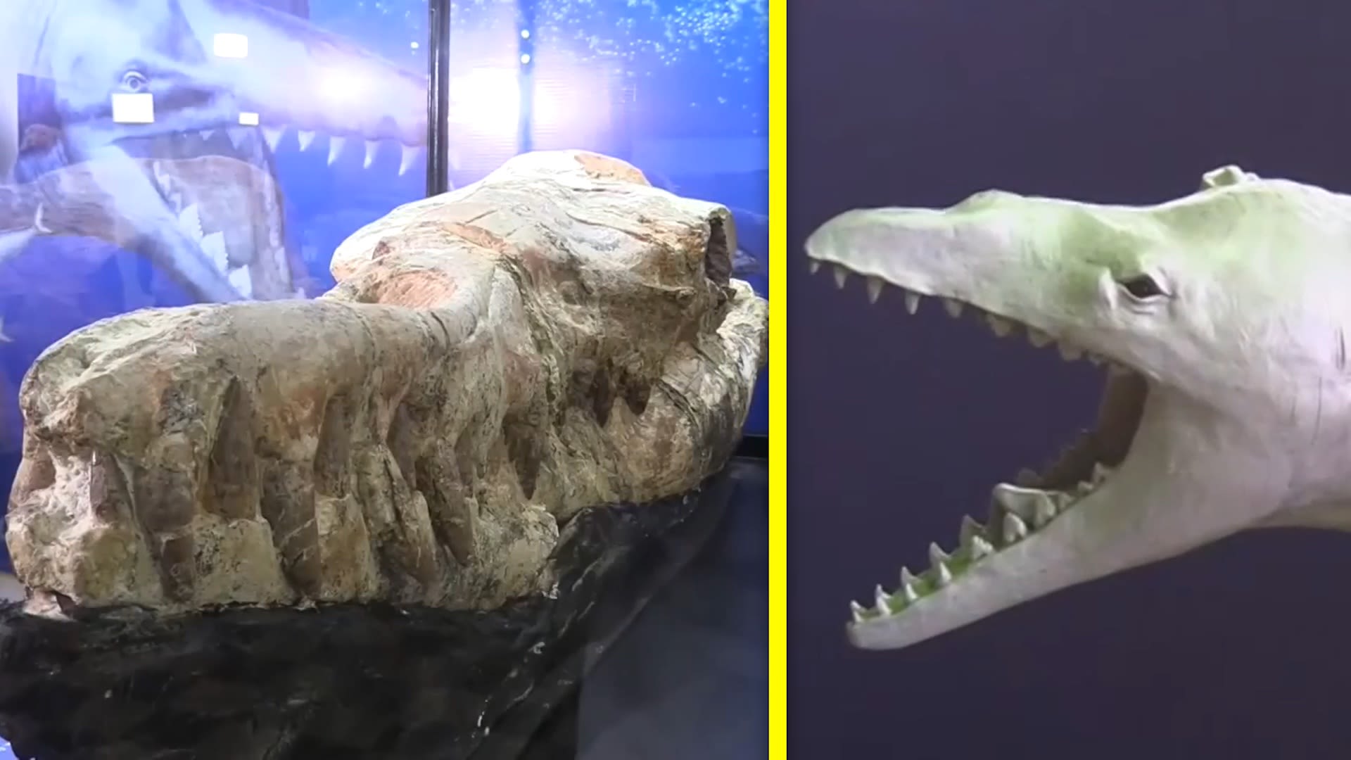 In Peru, 'marine monster' skull points to fearsome ancient predator ...