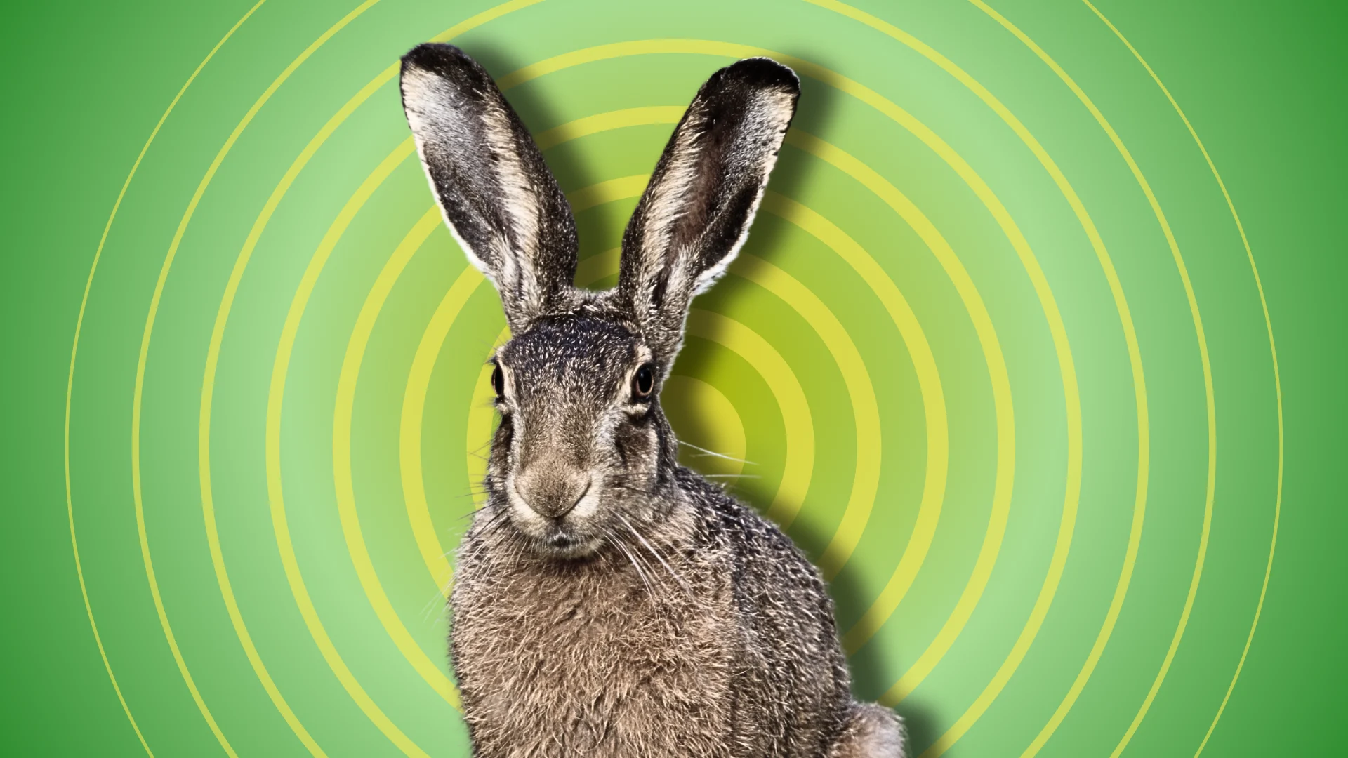 Report finds 'rabbit fever,' which can be spread by lawn mowing, on the ...