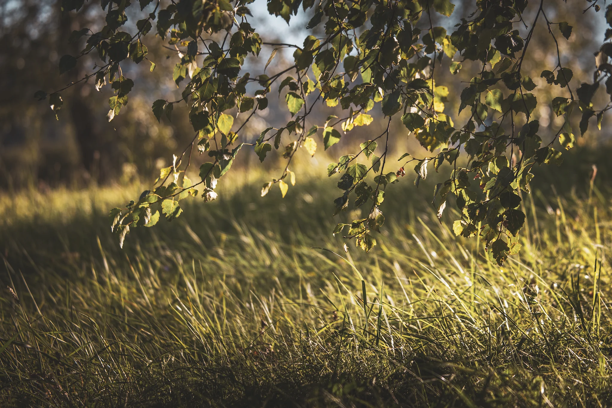 Les feuilles des arbres tournent avant l'orage, mythe ou réalité? - MétéoMédia
