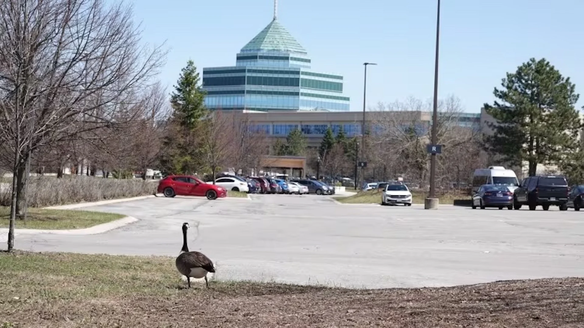 Canada geese overrun Ottawa DND campus during spring invasion - The ...