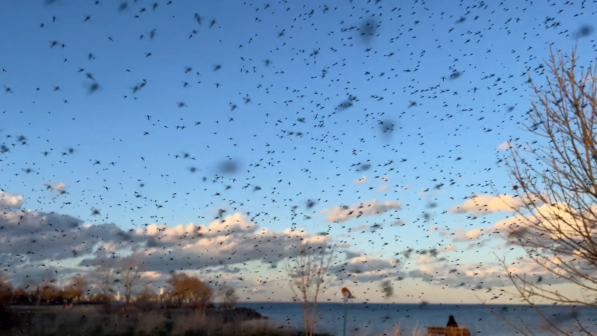 The midges are back, but think twice before you swat! - The Weather Network