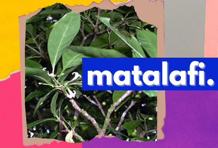 Plant used by Indigenous Samoan healers as potent as ibuprofen - The ...