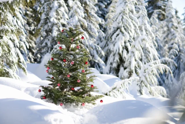 Why it's a good idea to keep your Christmas tree - The Weather Network