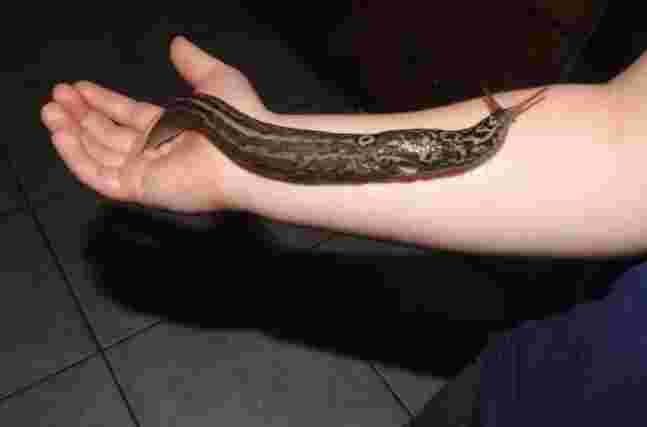 The Weather Network - Giant slug found in Harrow, Ont. 'no risk' says ministry of agriculture