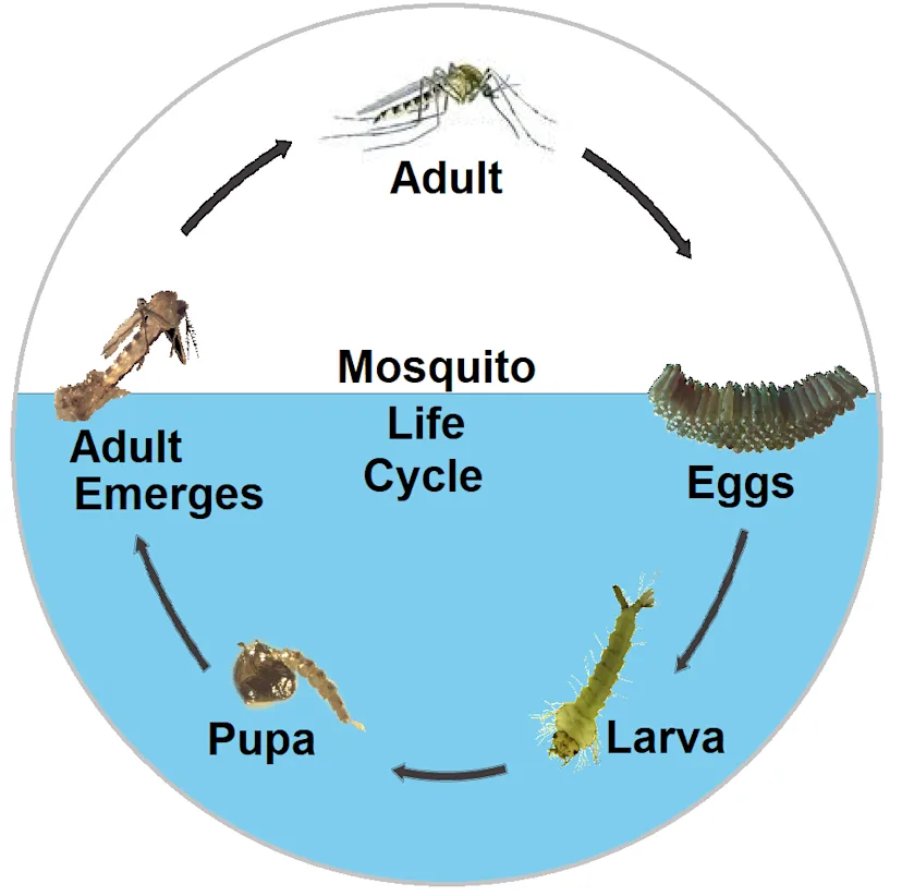 Mosquito problems? Try removing standing water on your property - The ...