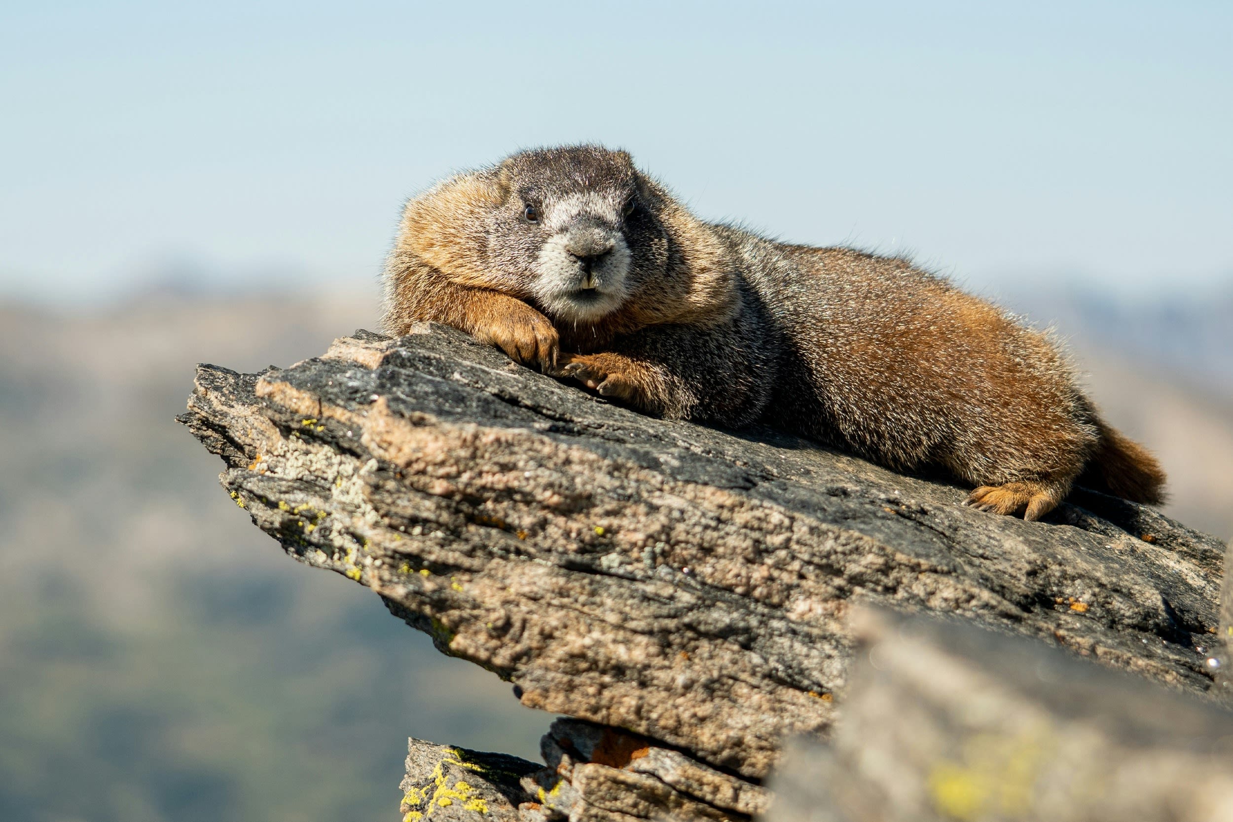 Jour de la Marmotte : la tradition approche à grands pas - MétéoMédia