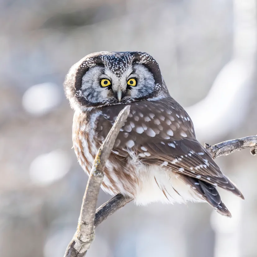 Snowy owls soaring across southern Alberta skies - The Weather Network