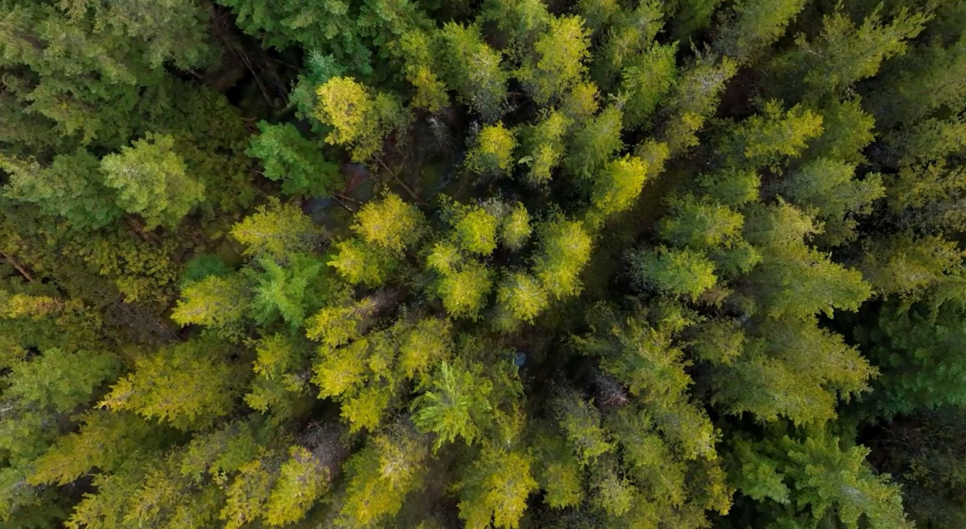 More trees aren't the solution to climate change - The Weather Network