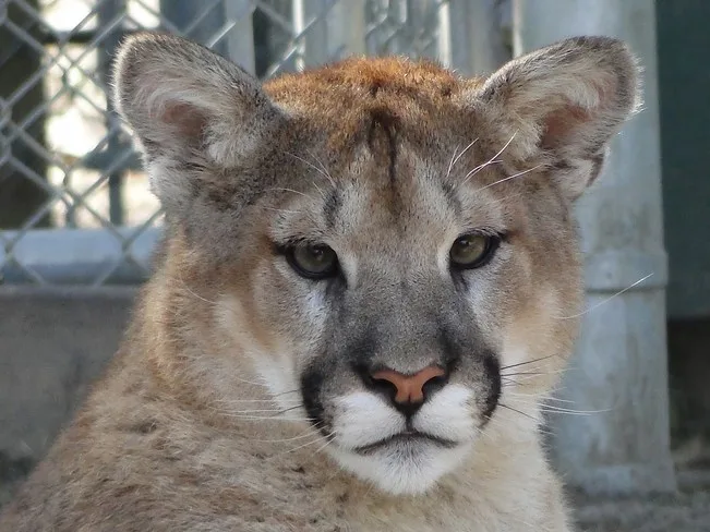 Photos: Canada's wild cats - The Weather Network
