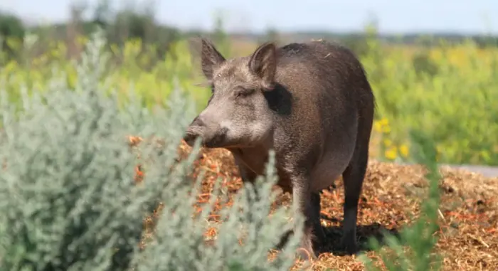 A 'tsunami of wild pigs' is encroaching parts of this Canadian province ...