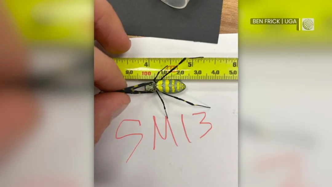 Cette impressionnante araignée invasive est aux portes du Québec ...
