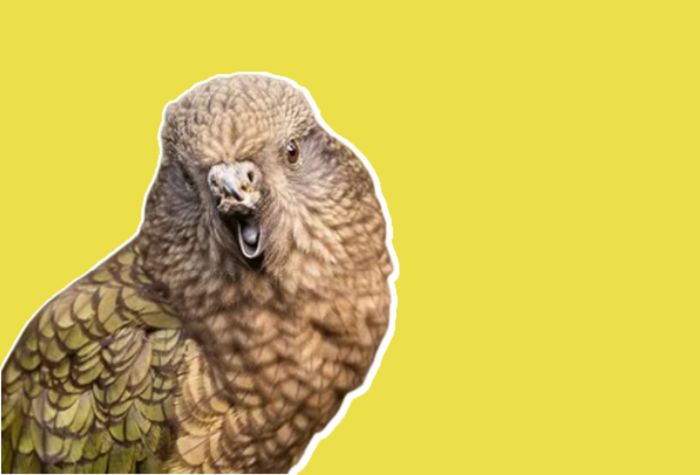 Disabled parrot learns to use tools for self-care - The Weather Network
