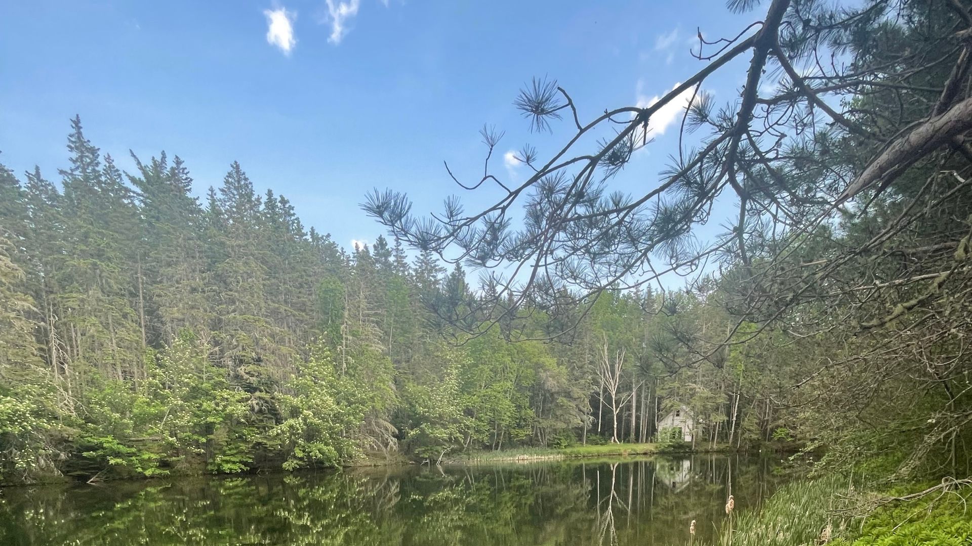 PEI forests emit more carbon than they absorb post Hurricane Fiona ...