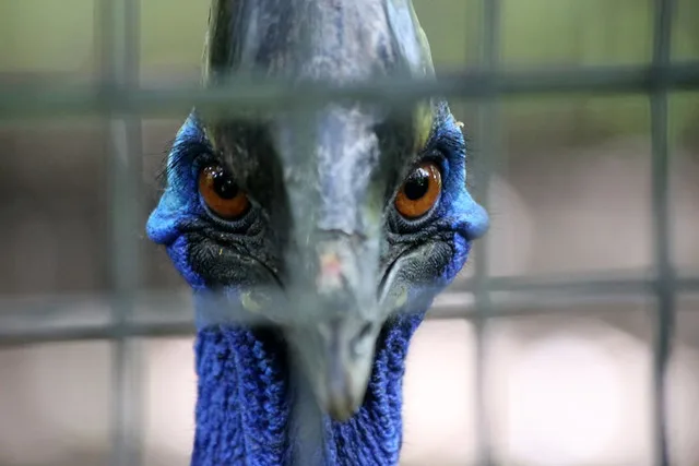 It turns out the world's most dangerous bird can swim, too - The ...