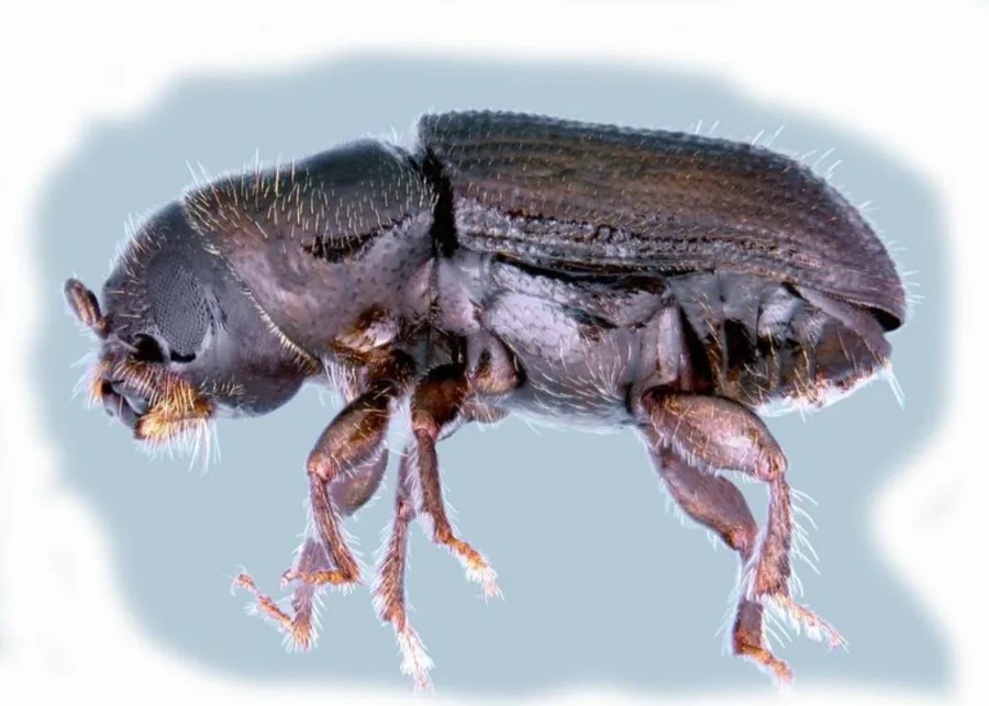 Flies won't leave you alone? This Canadian invention could help! - The ...