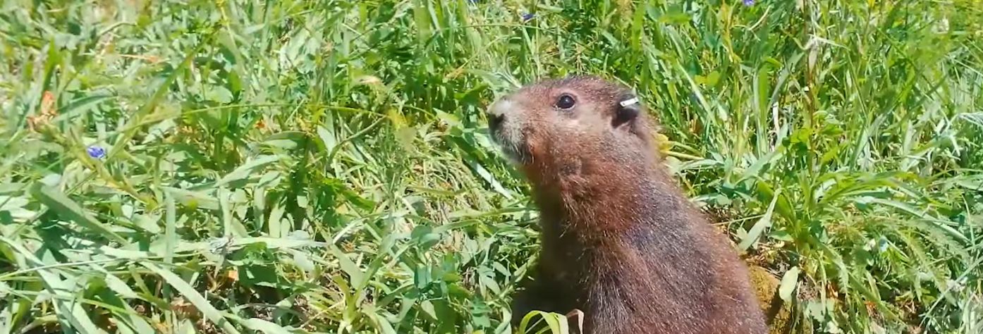 Van Isle Violet to test perfect Groundhog Day record on Vancouver ...