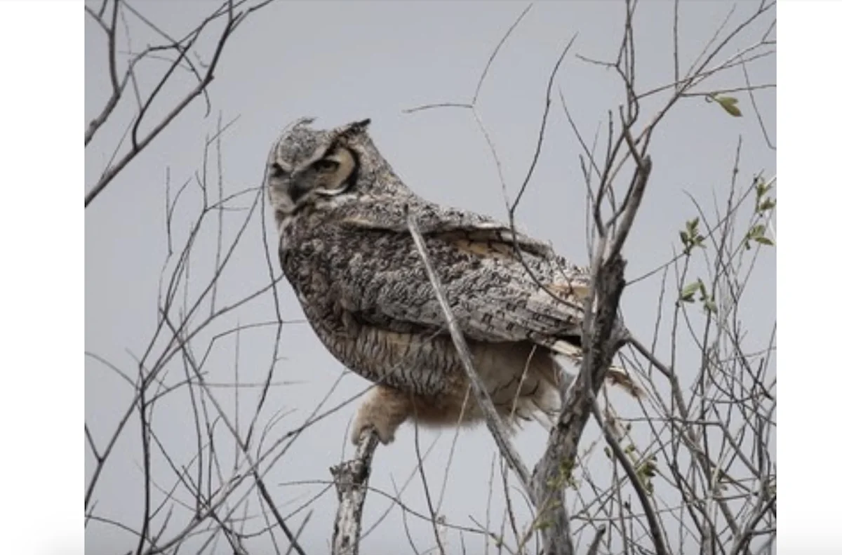 Aggressive owl targeting people and pets prompts town to issue safety ...