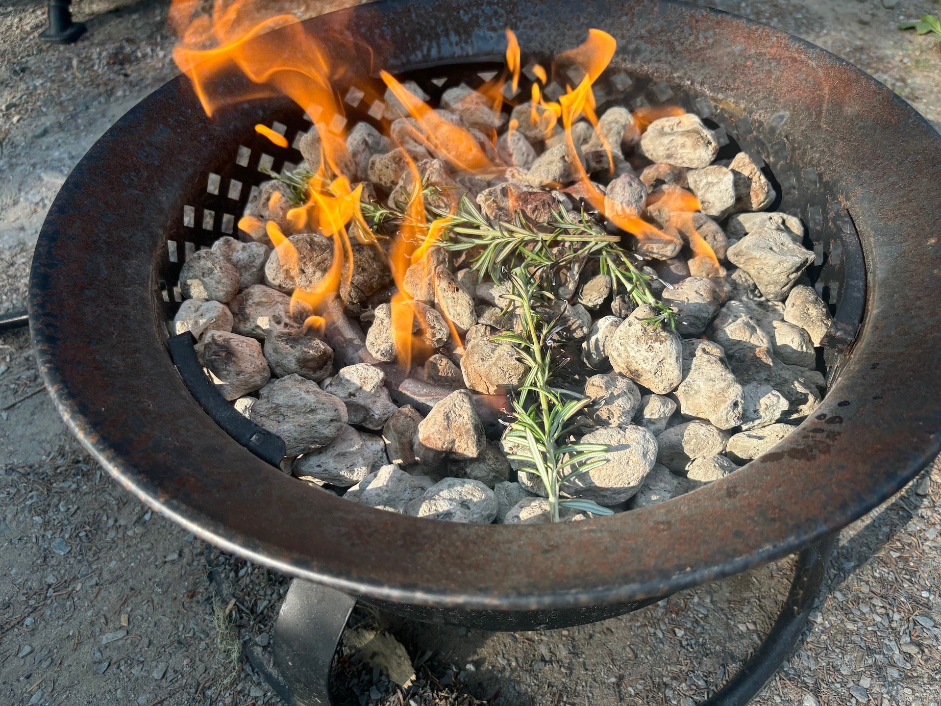 Wasps hovering over you and your food? Burn this to keep them at bay ...