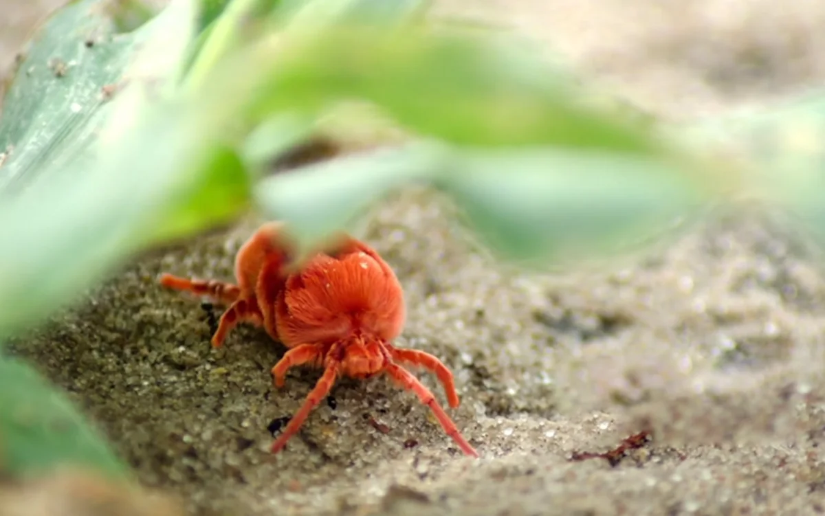 Those tiny red mites on your windows can clone themselves - The Weather ...