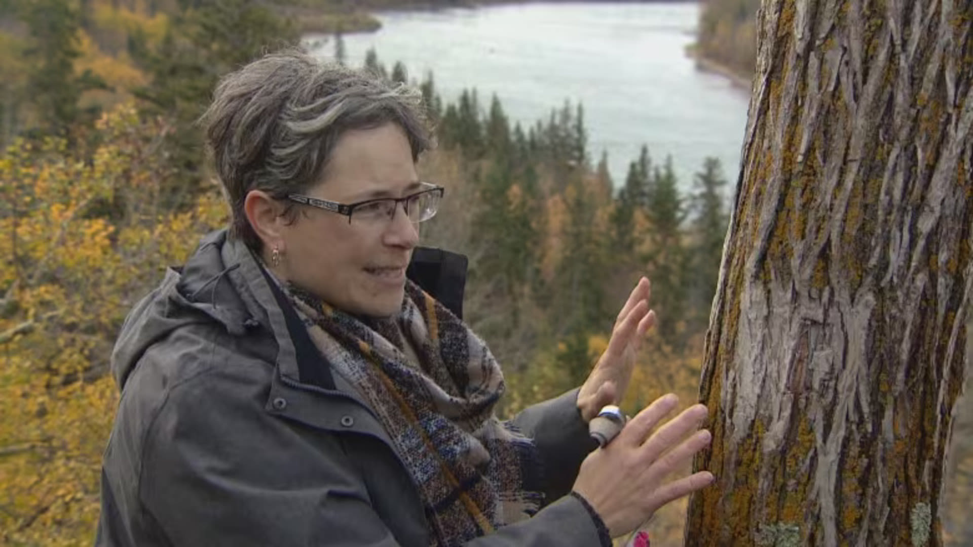 What lichens can tell us about climate and pollution - The Weather Network