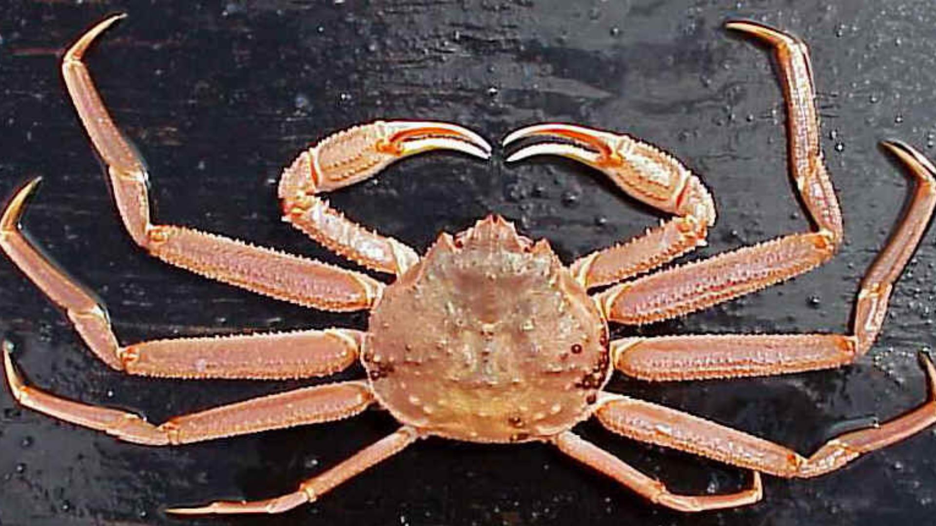 10 billion snow crabs vanished off the Alaskan coast: Here's the grim ...