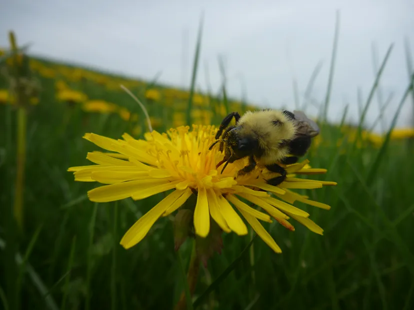 This resilient bee defies logic and can avoid watery death for a week ...