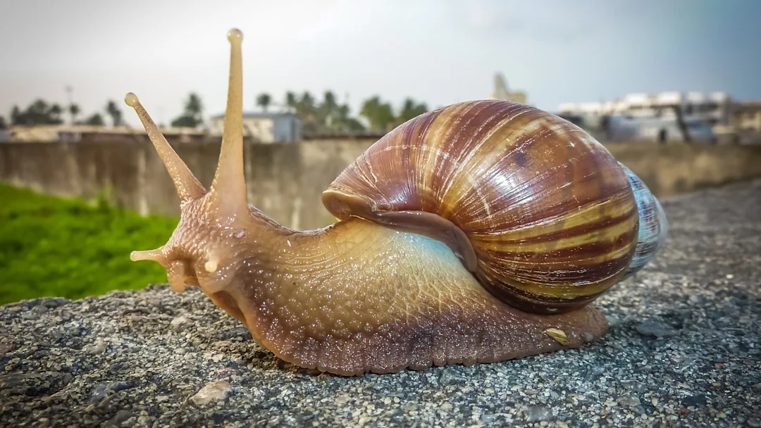 Giant snail that punctures car tires, eats paint puts county in ...