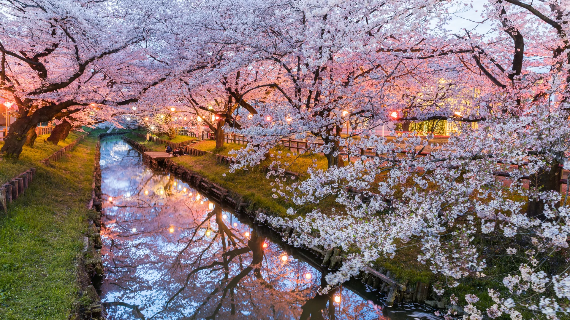Yozakura: A spectacle that manages to make cherry blossoms even more ...