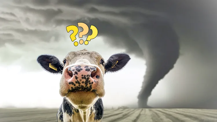Could a cow really get swept up by a tornado? - The Weather Network