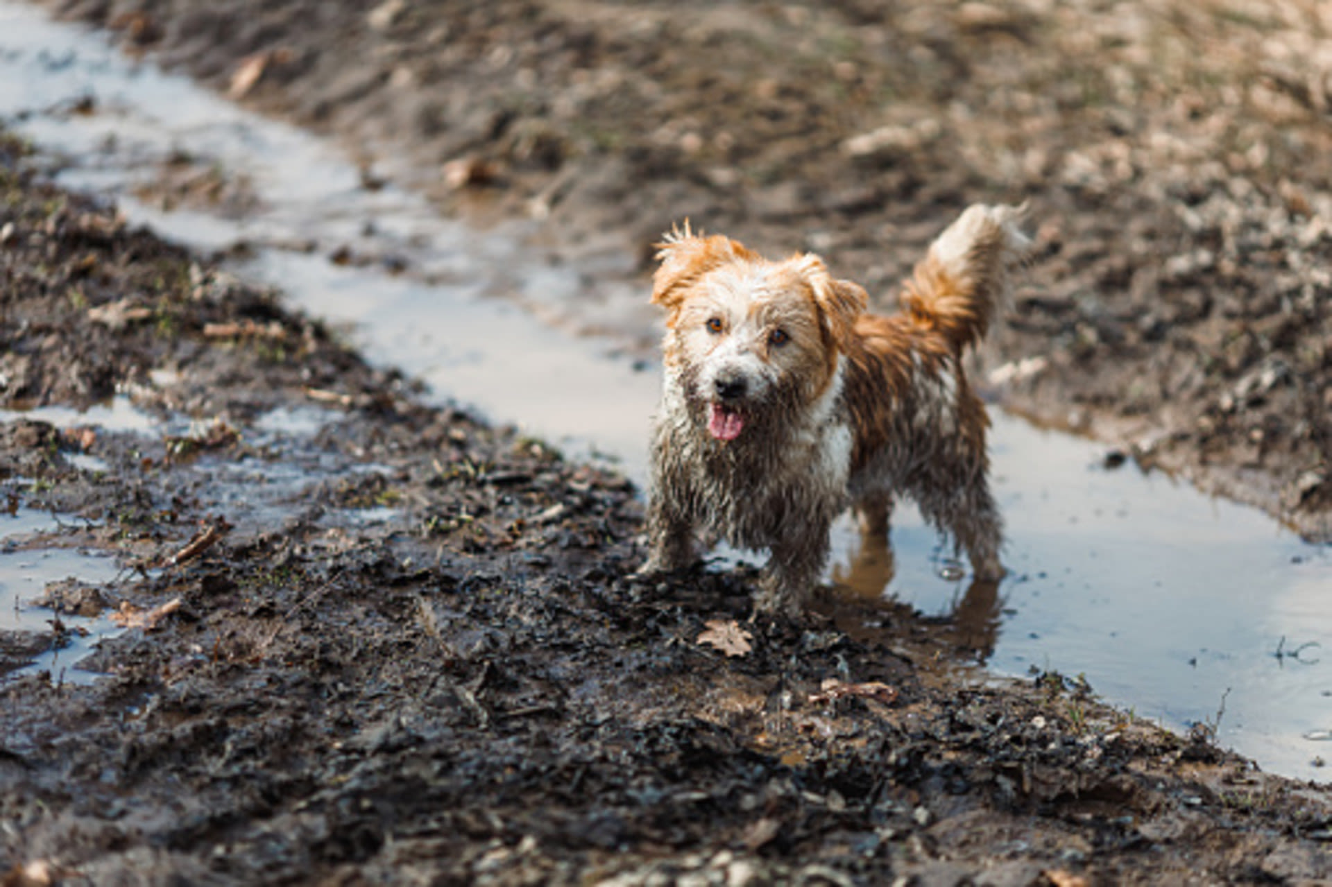 Spring can be a muddy season, here's how to trick your dog into a bath ...