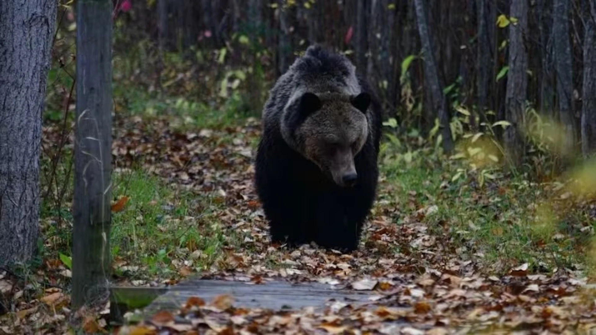 How to safely coexist with grizzlies as encounters increase in Canada - The Weather Network