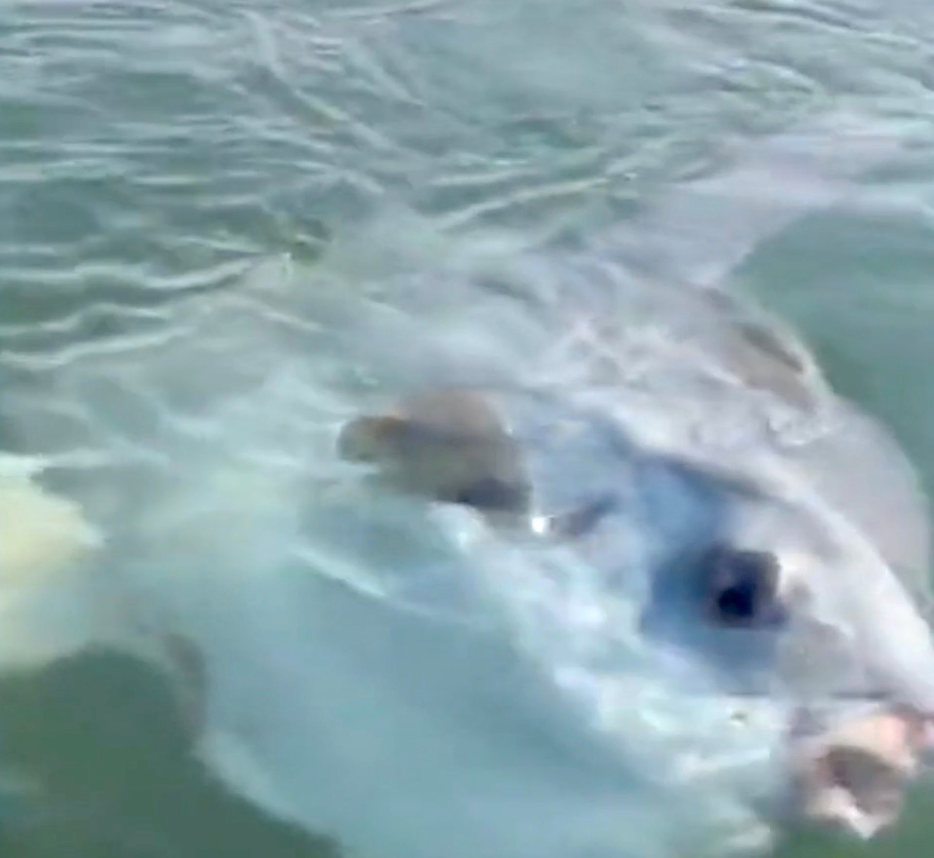 Is this fish sunbathing or deceased? The video will surprise you - The ...