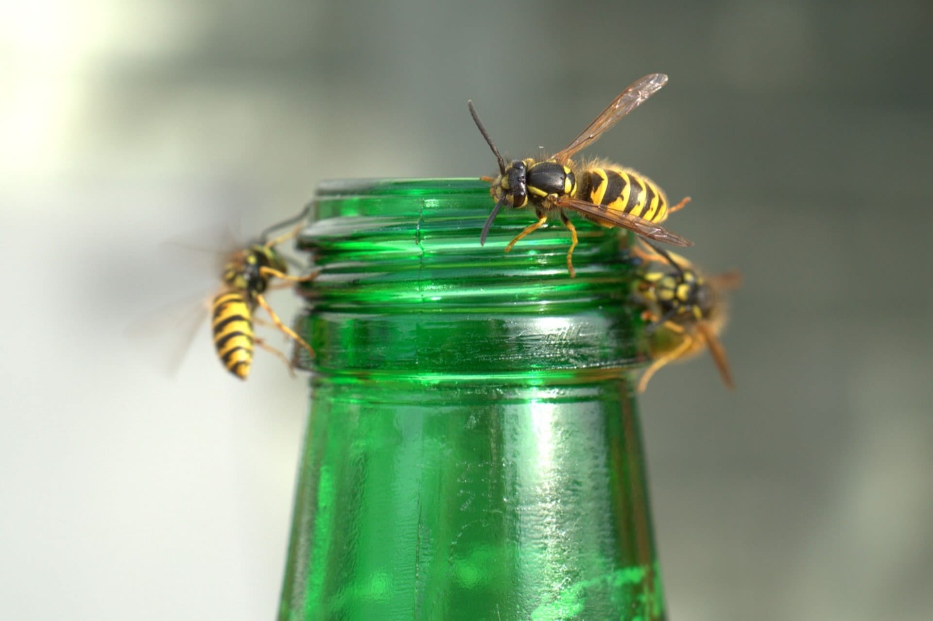 Pourquoi les guêpes sont-elles plus envahissantes à la fin de l'été ...