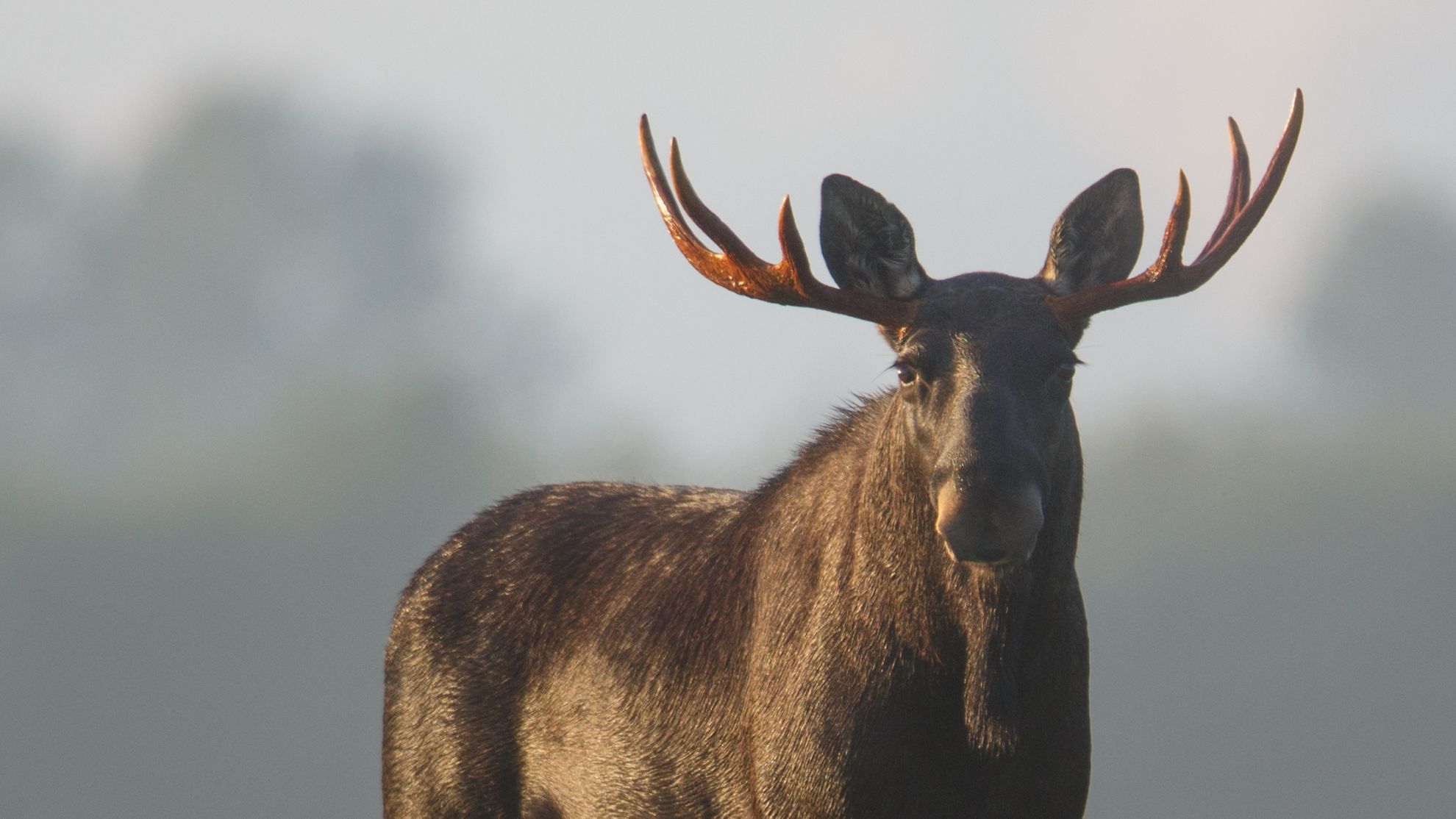 Popular hiking trail remains closed due to moose that refuses to move - The Weather Network