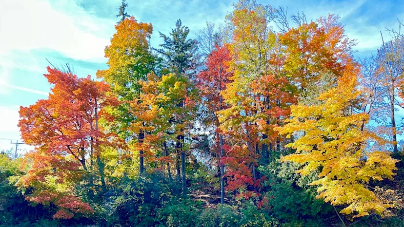 Fall colours showing in Ontario after warm September 'paused' foliage ...