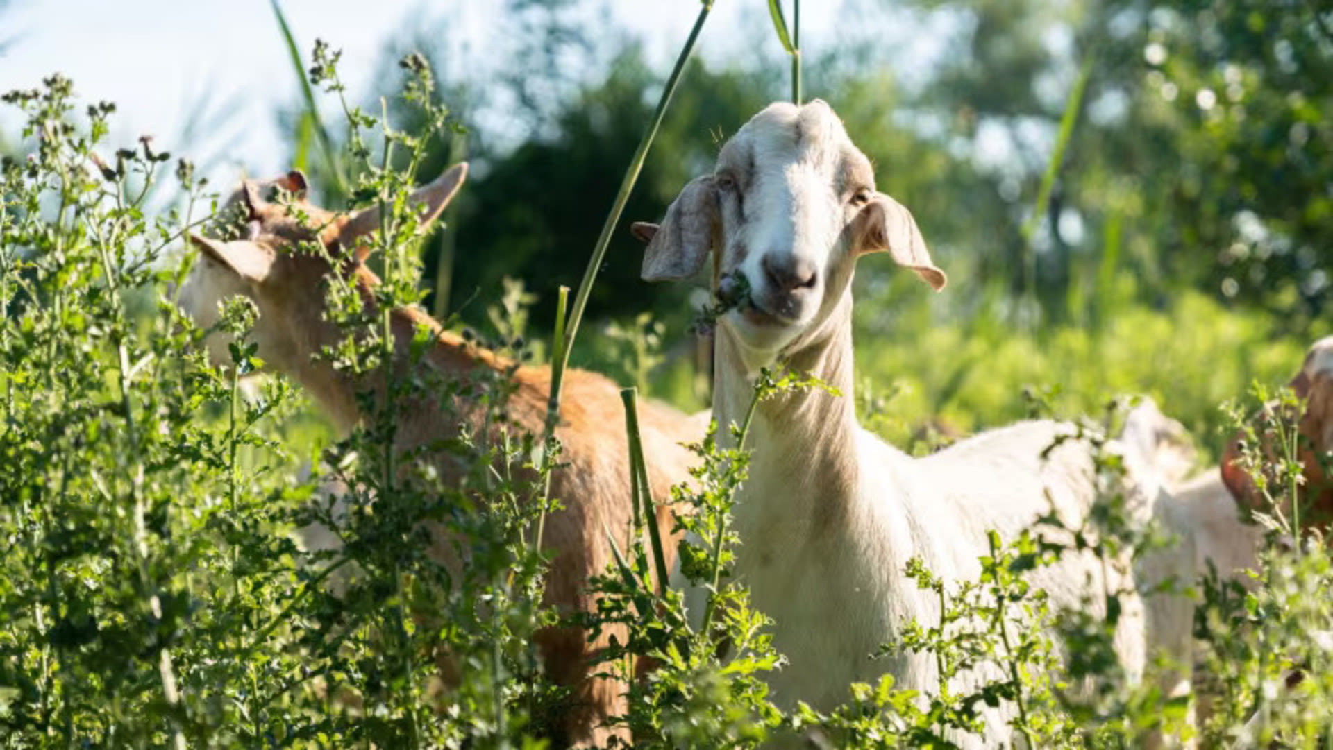 Goats are helping Niagara Parks mow down a big problem - The Weather ...