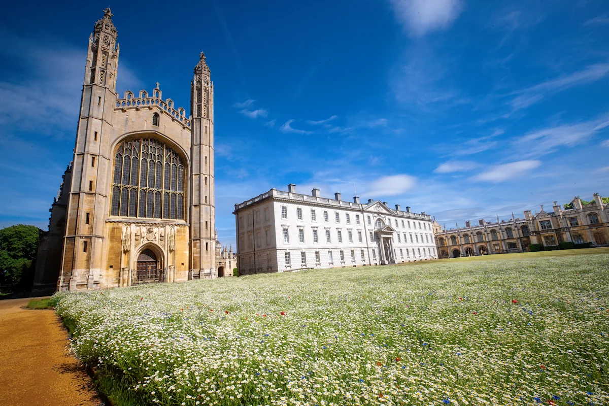 Here's why you should consider swapping your lawn for a wildflower ...