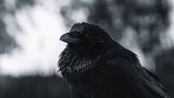 Investigators puzzled by large numbers of sick, dead crows in ...
