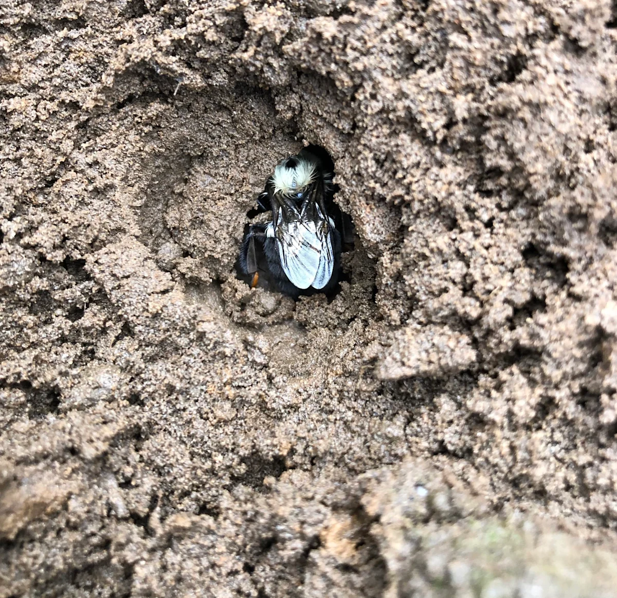 This resilient bee defies logic and can avoid watery death for a week ...