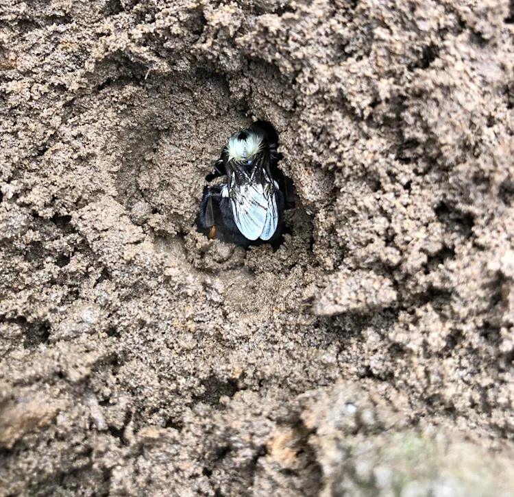 This resilient bee defies logic and can avoid watery death for a week ...