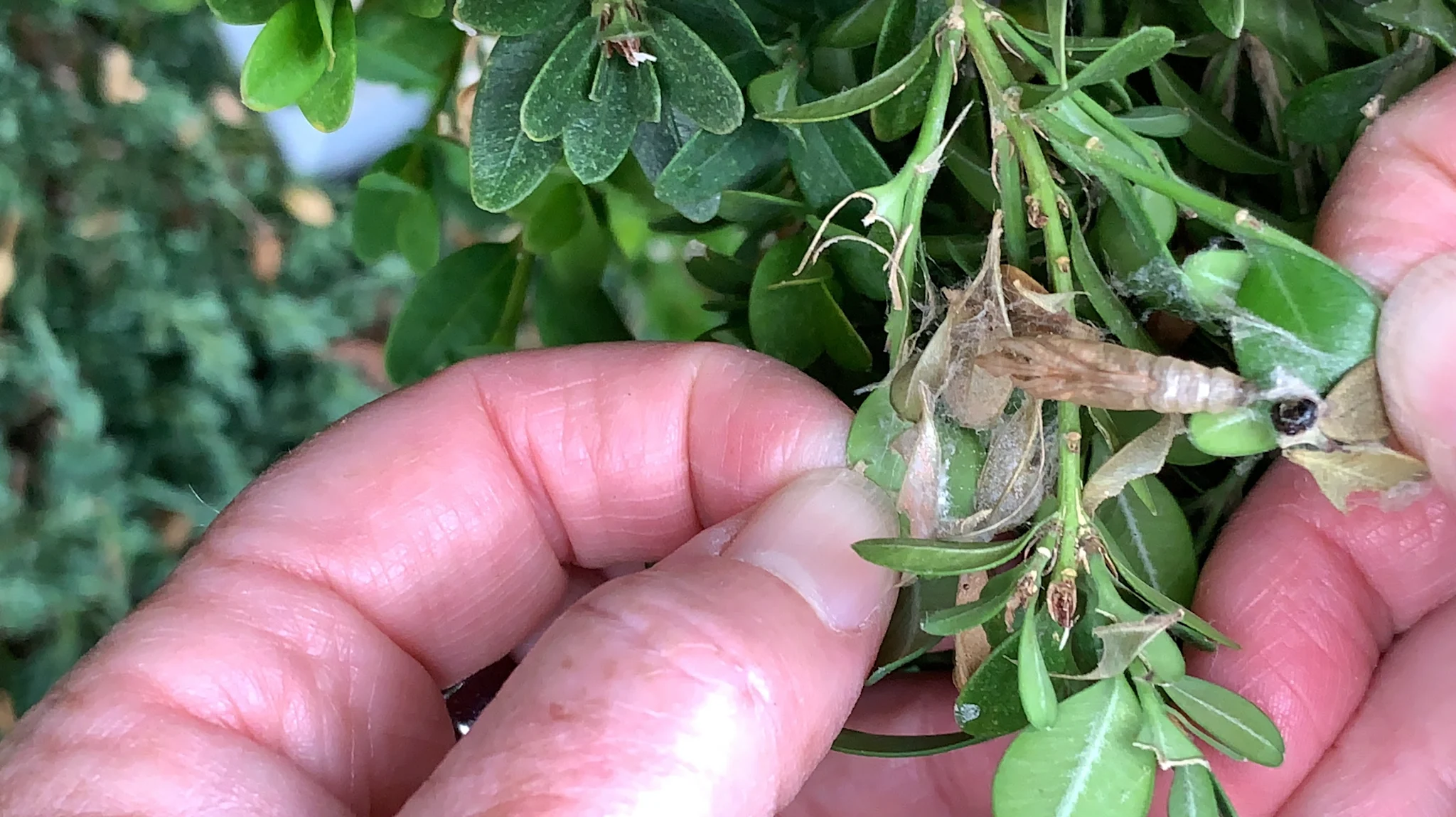 Invasive moth killing boxwood shrubs across Canada - The Weather Network