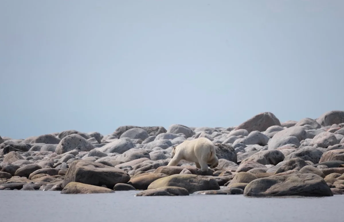 Weather kept southern Hudson Bay polar bears ashore for record time ...