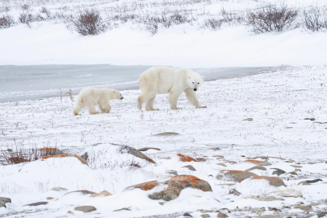 Bear-dar looks to prevent human-wildlife conflicts in the North - The ...