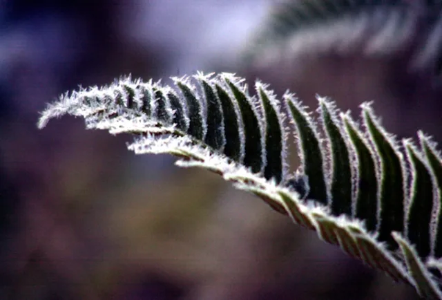 The '3Cs' you need to know to protect your plants from frost - The ...