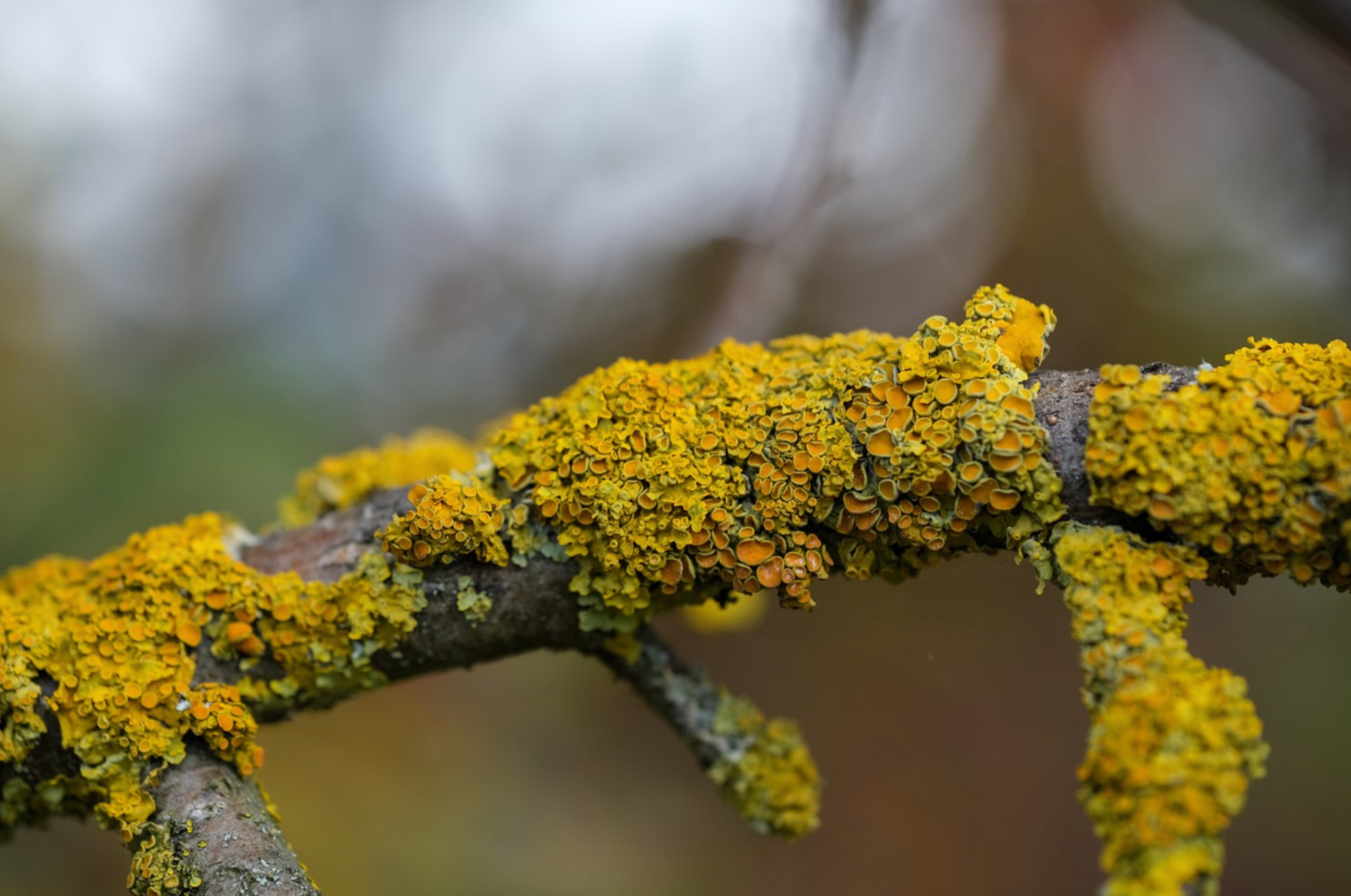 What are lichen, and why are entire forests preserved for their sake ...