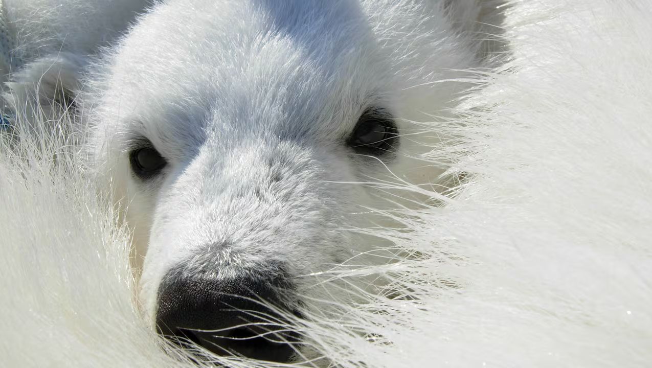 ‘Bear-dar’ technology tested in Arctic to spot polar bears - The ...