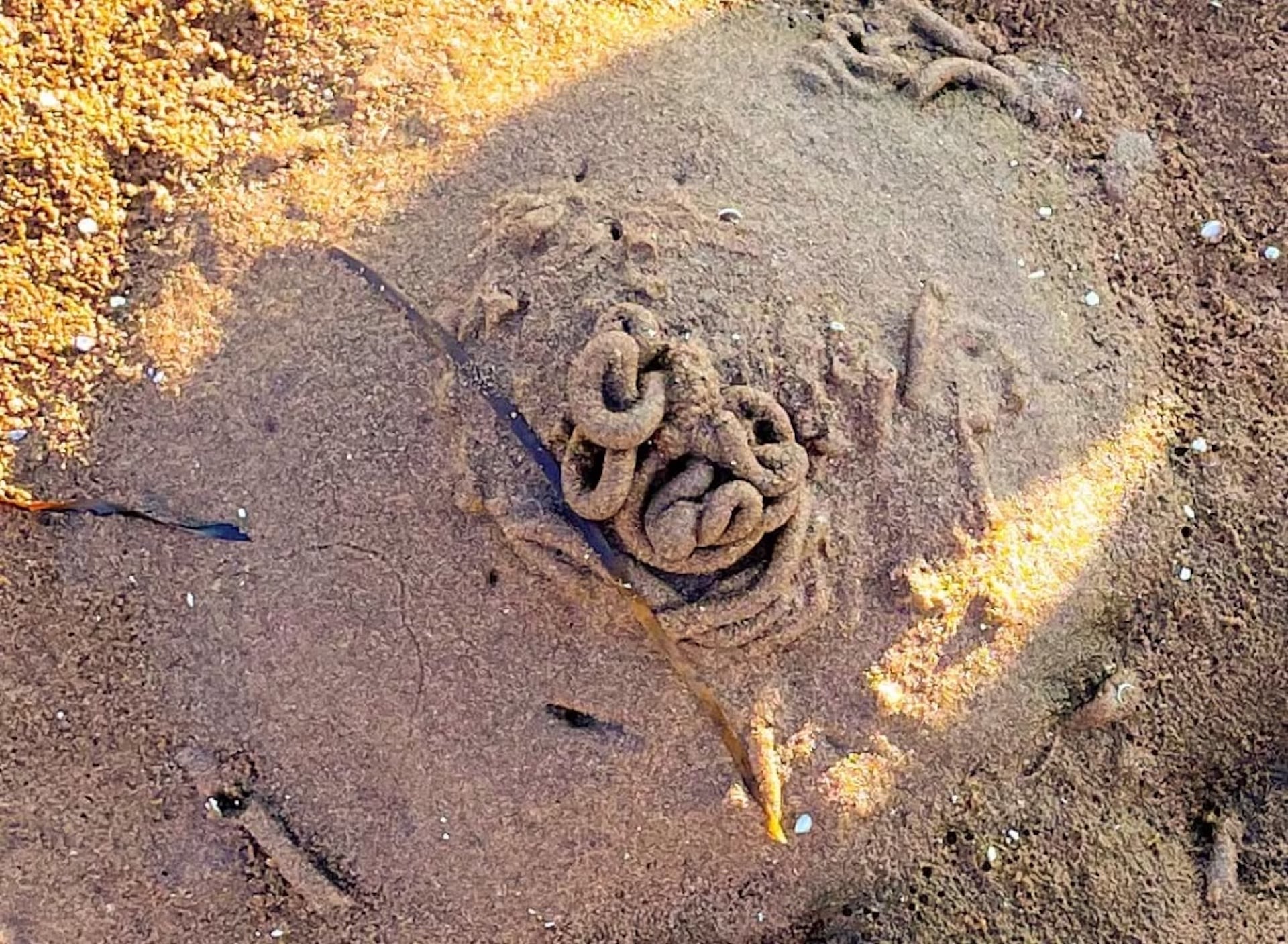 'Boring,' 'damn ugly,' 'pretty gross': Words that describe the lugworm ...